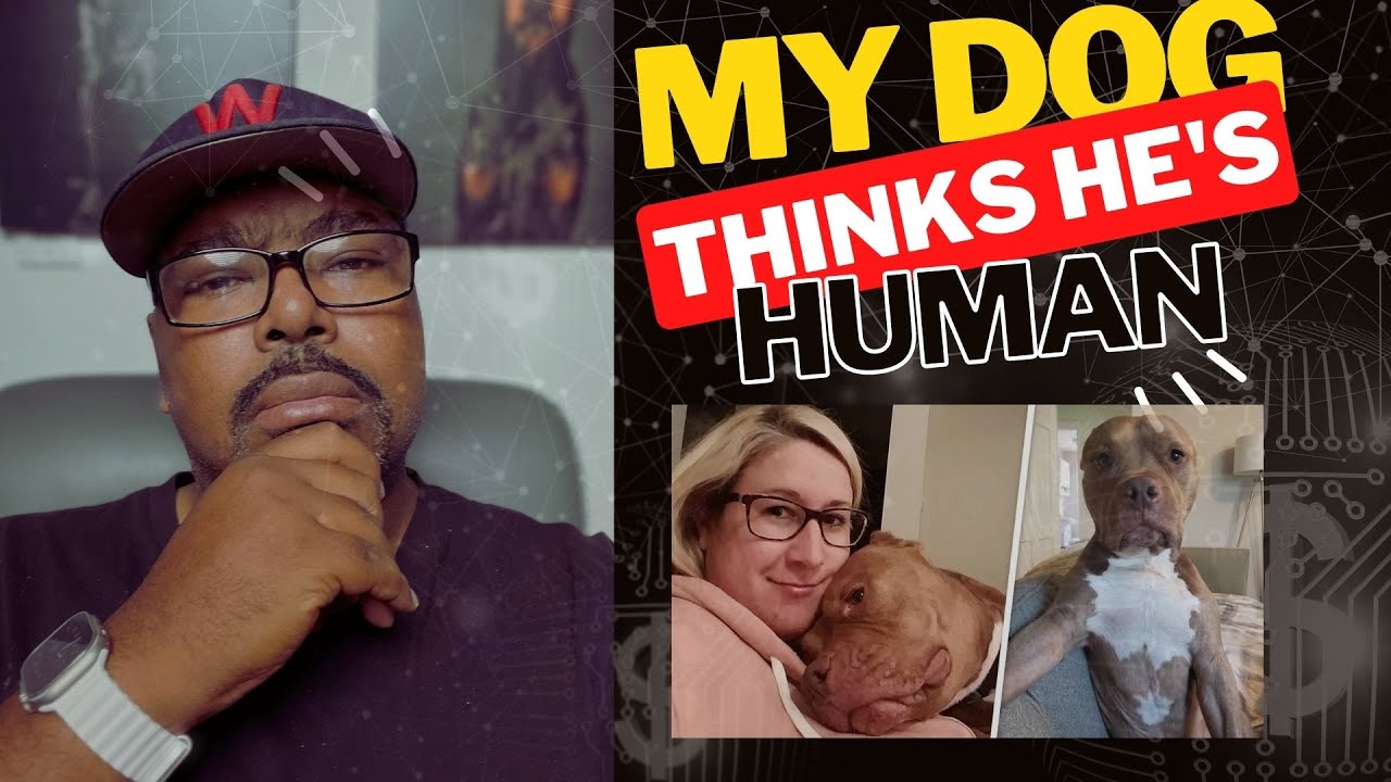 Dogumentary TV reaction: Woman brings home a dog, apparently, he'd ...