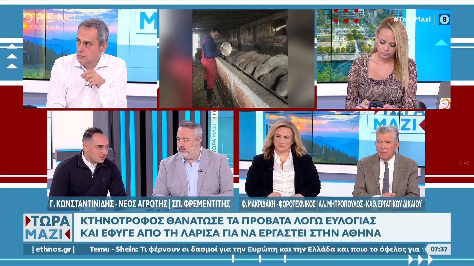 Κτηνοτρόφος θανάτωσε τα πρόβατα λόγω ευλογιάς και έφυγε απο την Λάρισα ...