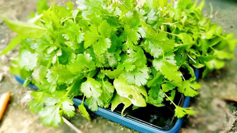 Why some people hate coriander: The science behind the soapy taste