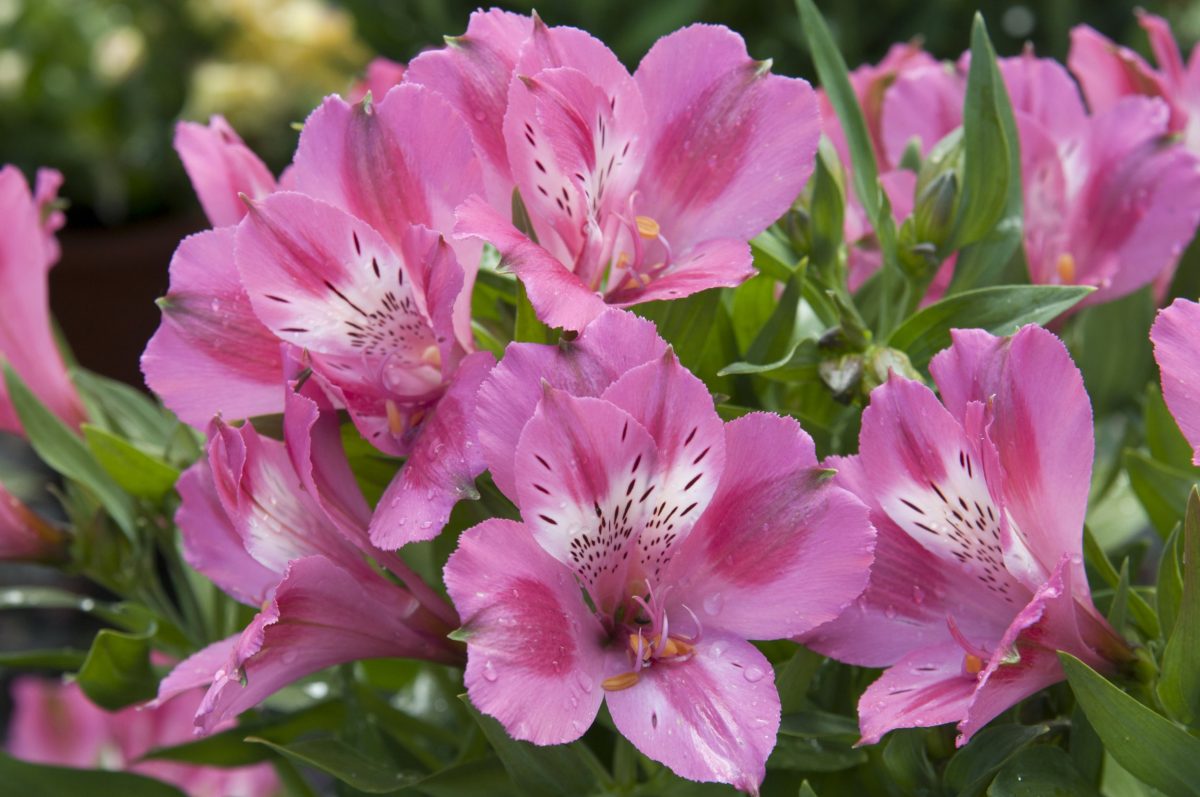 How to grow long-flowering alstroemeria, according to an RHS expert