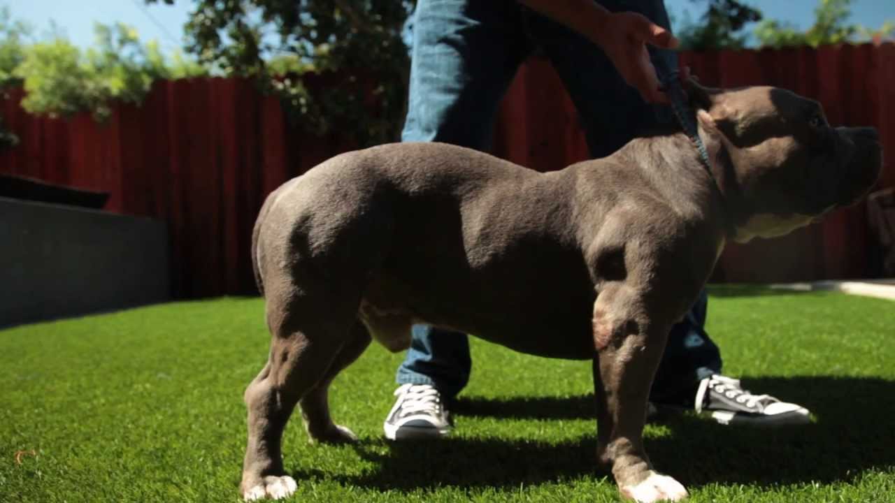 American bully - playbook