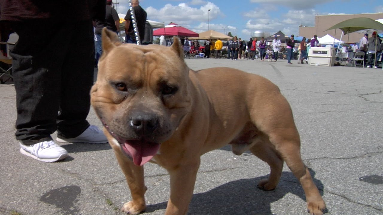 Bakersfield's first American Bully show