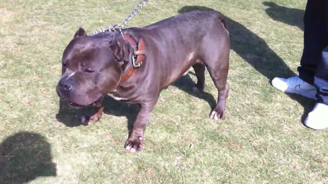 American bully - Sinner