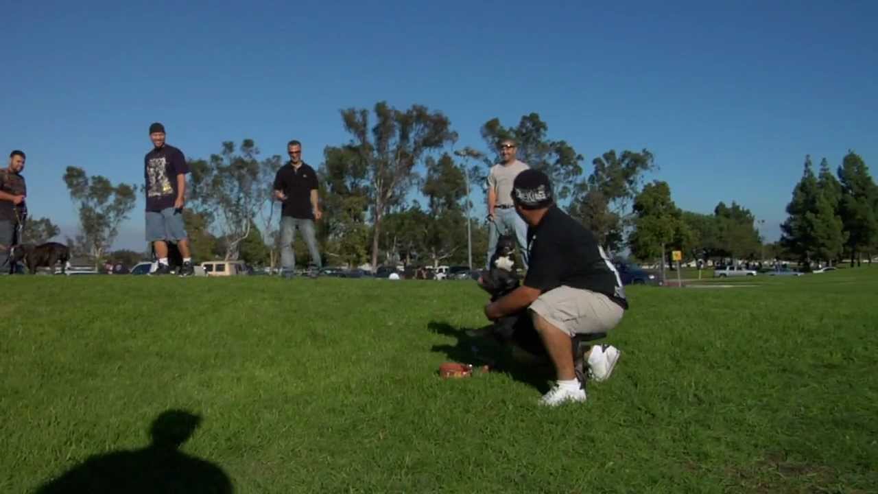 How To Tackle A Pit Bull