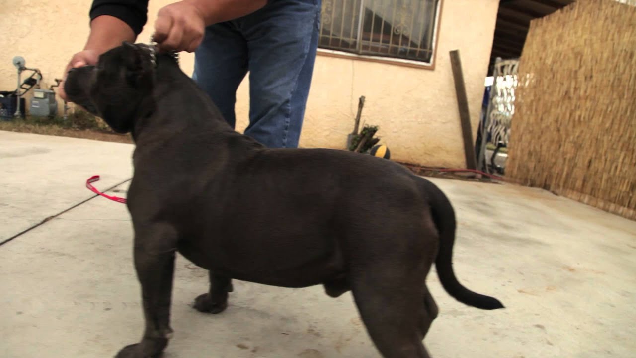 ABKC Nationals 2011 best of winners - Tum Tum