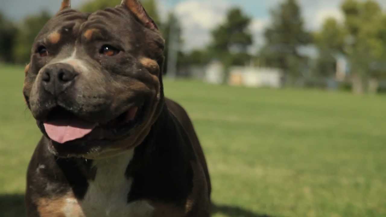 American bully - smooth operator