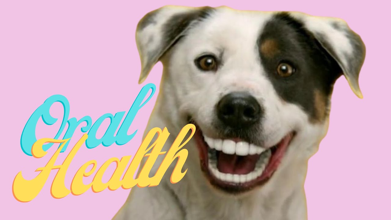 Maintaining your dog's oral health (starring my dogs Bernie and Roscoe)