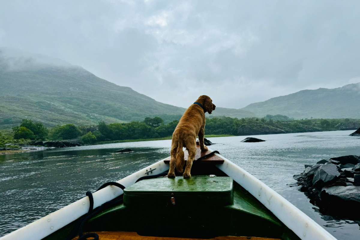175+ Irish Dog Names and Their Meanings for Your Lucky Pup