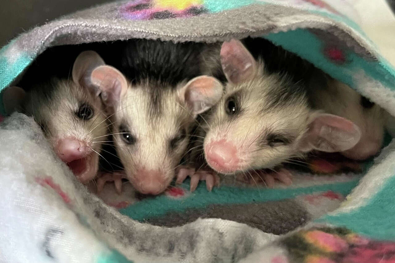 SF wildlife rescue that saves 850 animals a year faces collapse