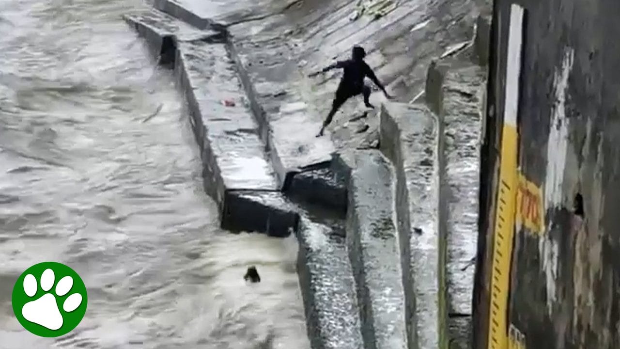 Heroic young man risks his life to save a baby calf
