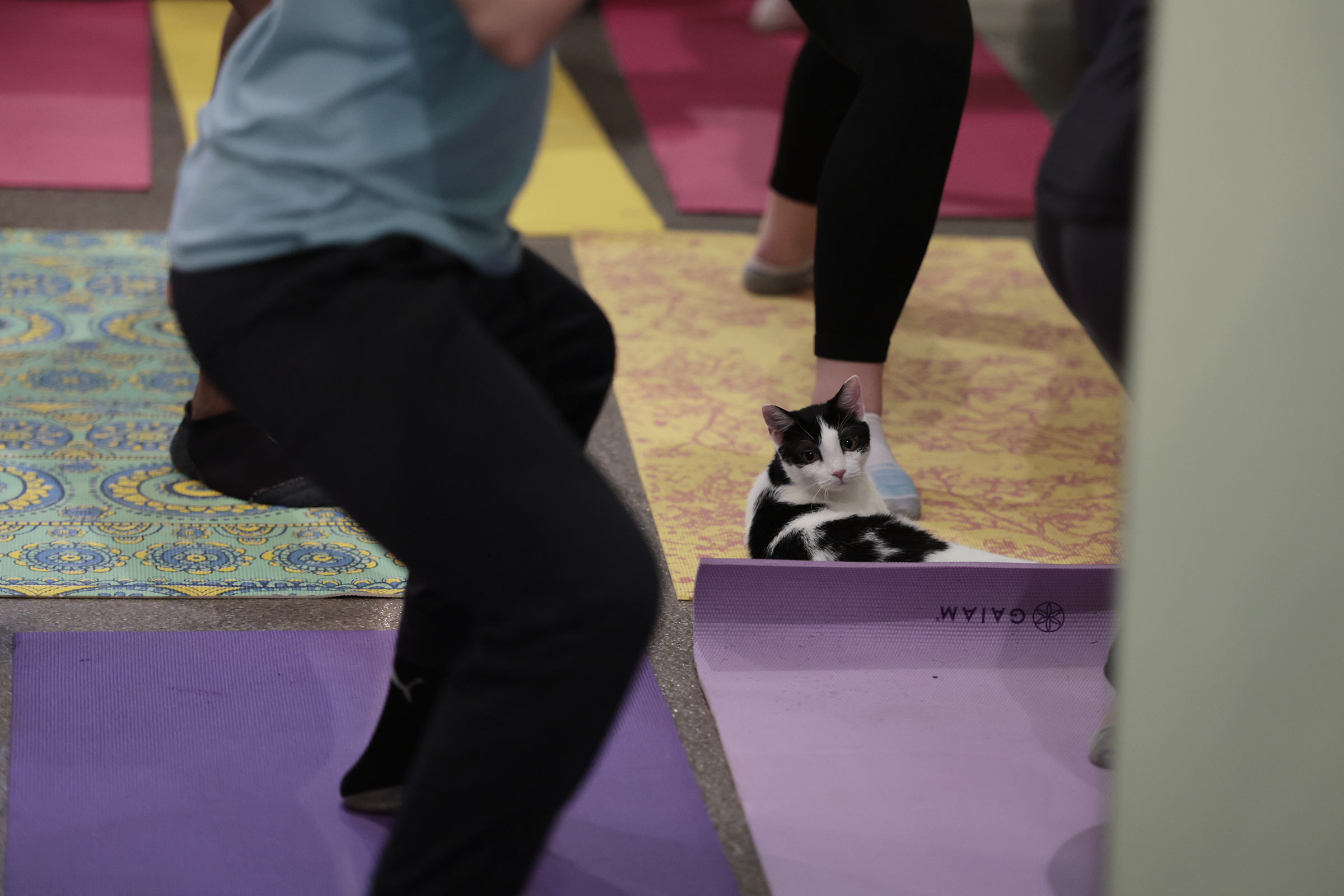 Photo essay: Stretch, breathe, and purr