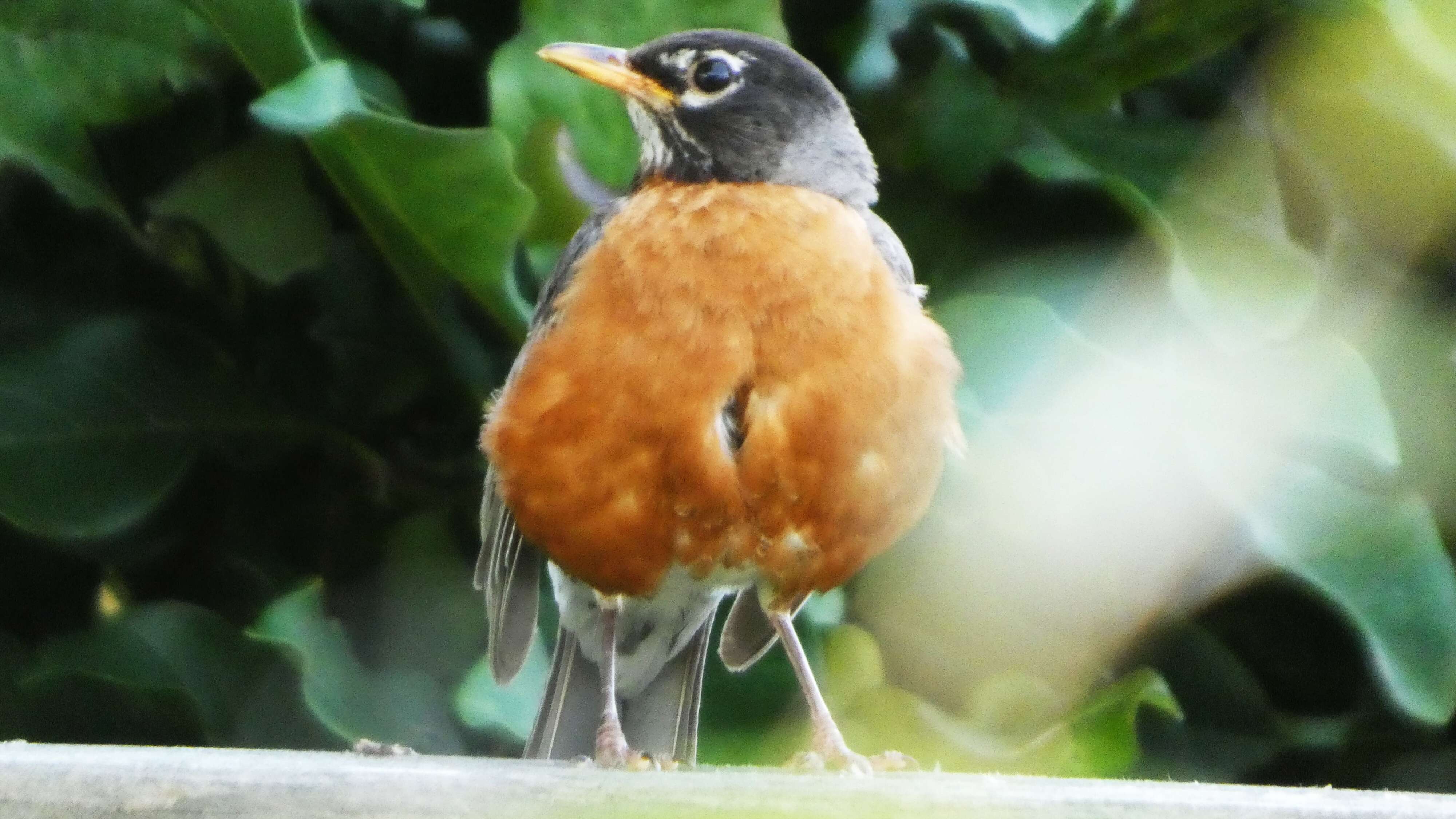 Do all robins fly south for winter? Plus, a skull mystery | Lehigh ...