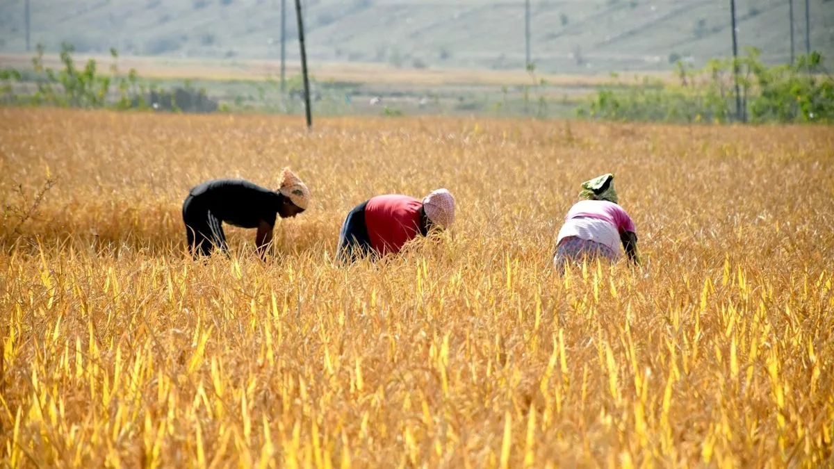 Chhattisgarh launches paddy procurement season with expanded digital ...