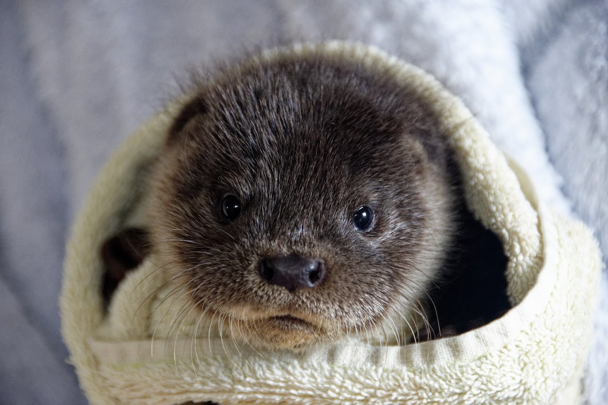 Baby Otter Getting Bottle-Fed Is So Cute and Wholesome