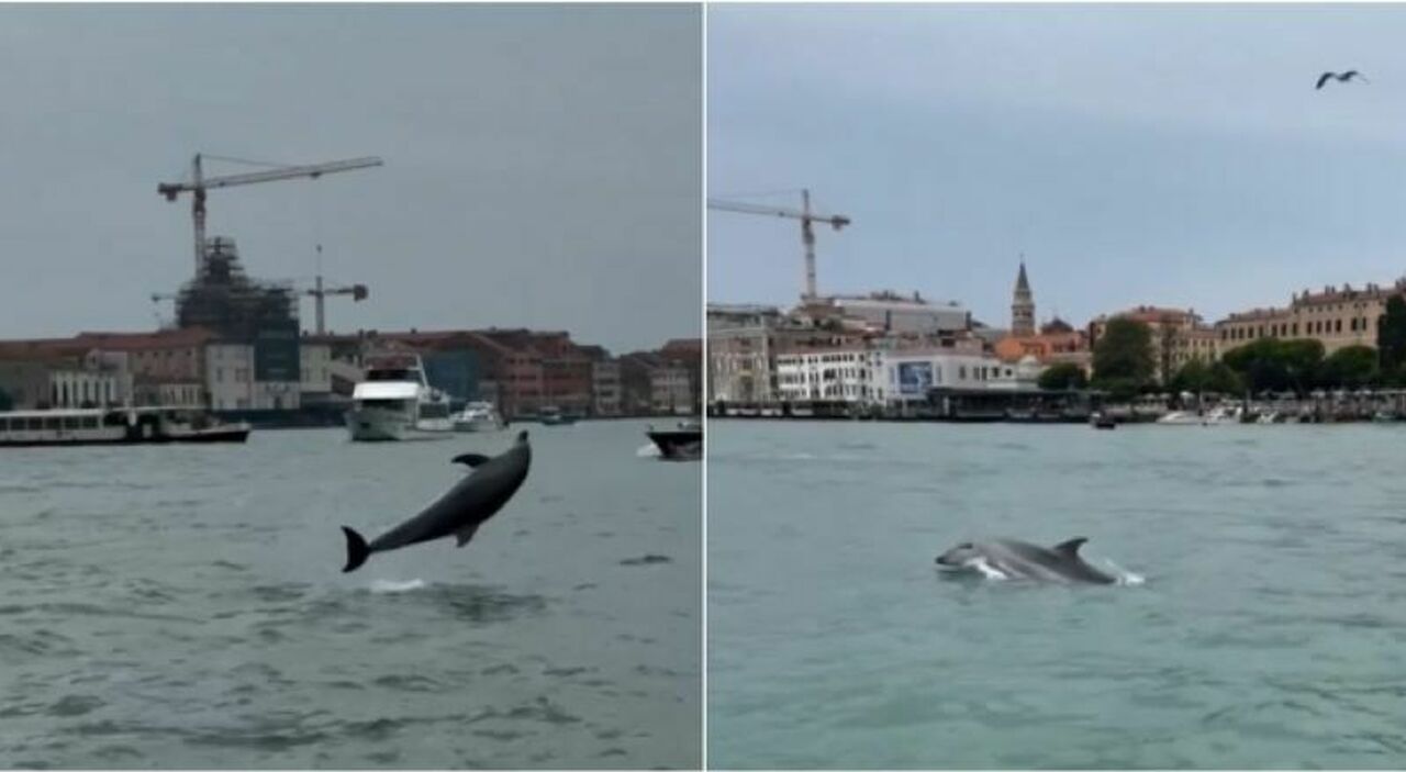 Mimmo, il delfino di San Marco, guidato verso il mare: Venezia lo saluta