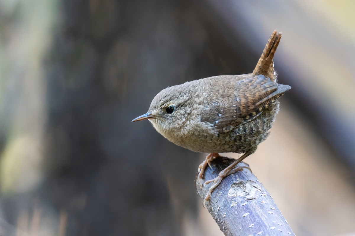 Aussi léger qu’un sachet de thé : 5 choses à faire pour aider l ...