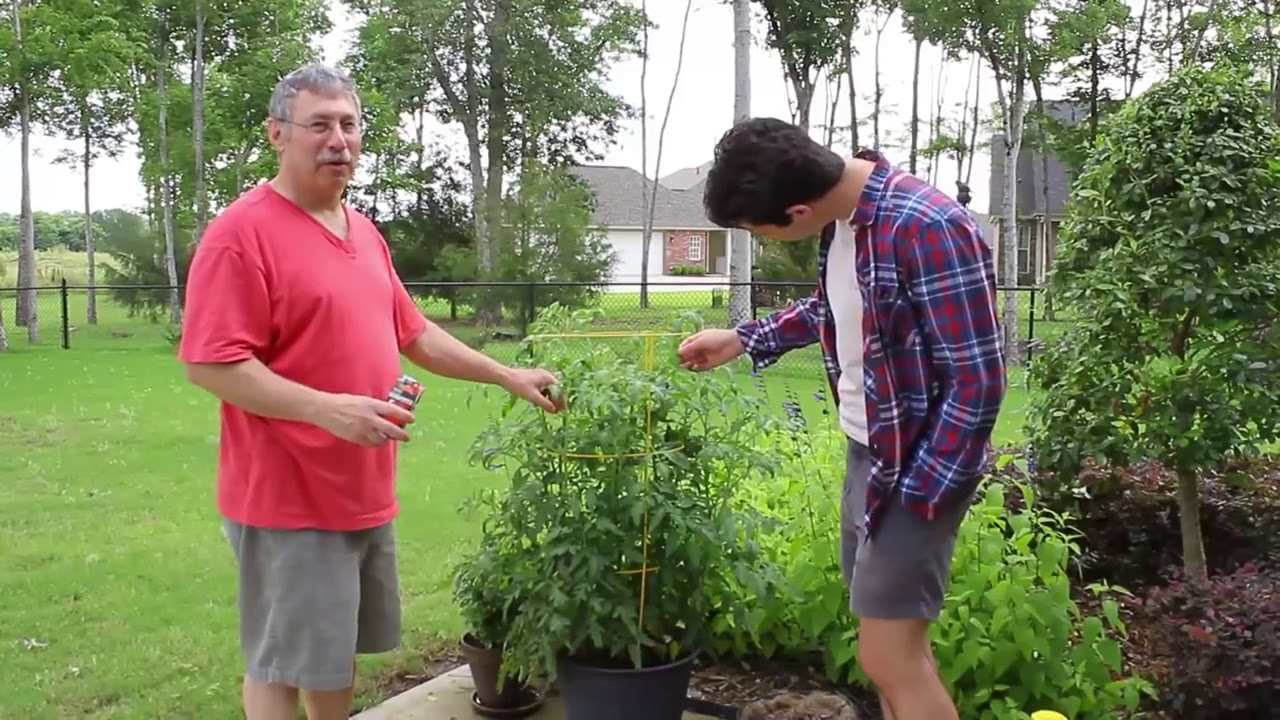 Tomatoes - Passing the Knowledge