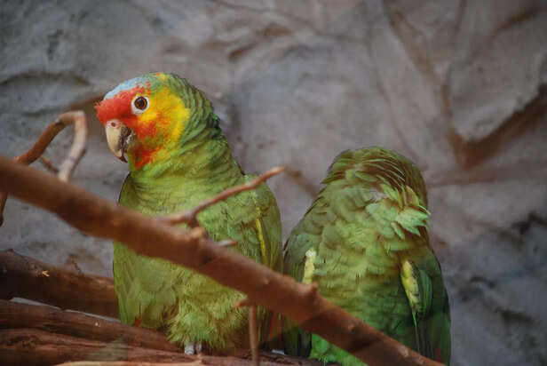 Amazon Parrots As Pets: A List Of Top 5 Species