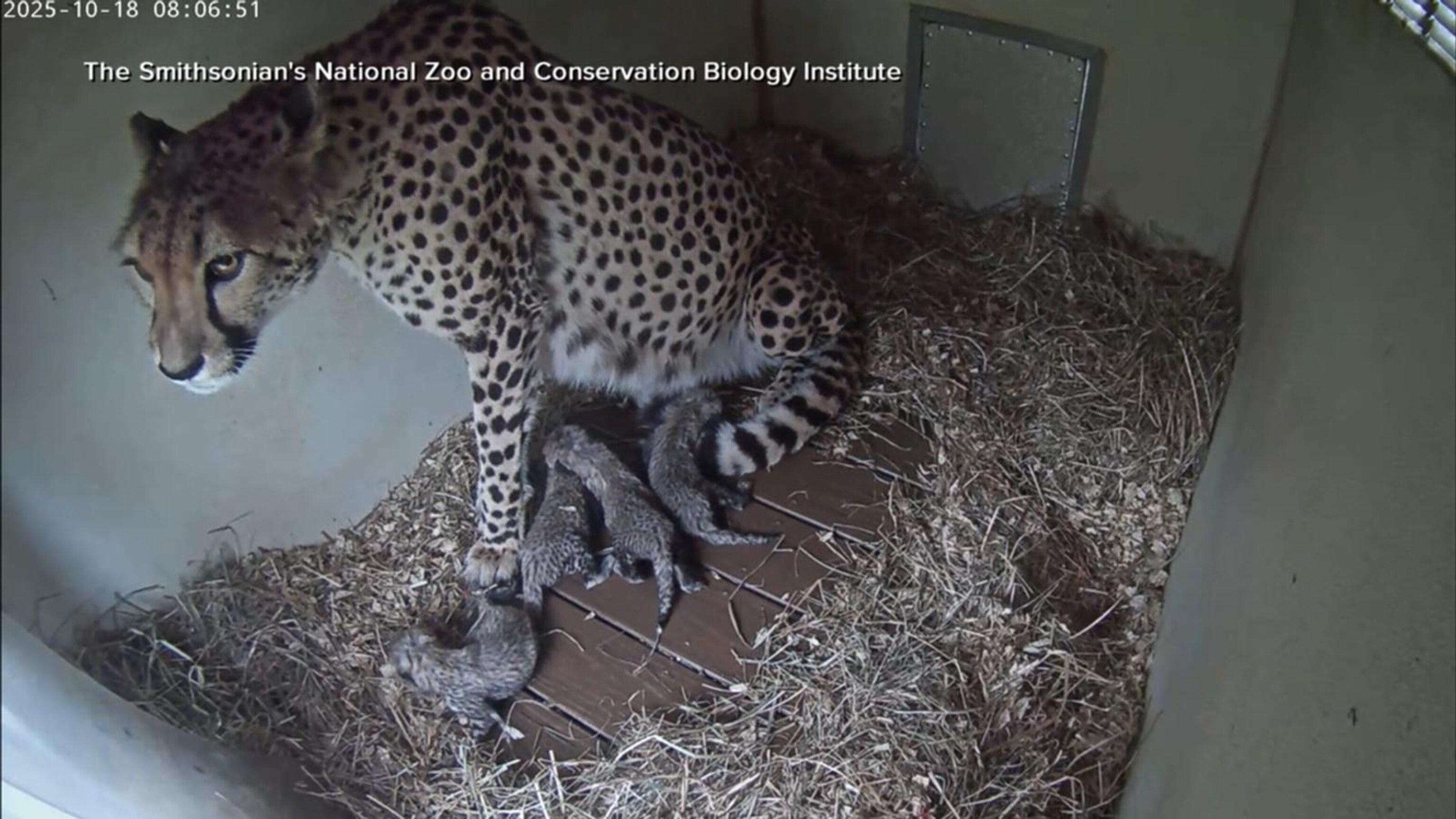 Smithsonian zoo welcomes new cheetah cubs