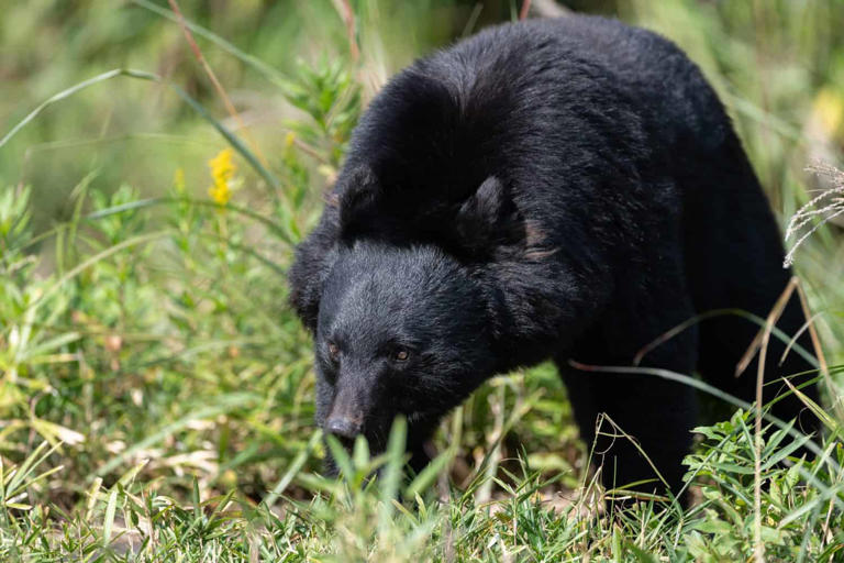 Why Japan is Seeing a Rise in Bear Attacks
