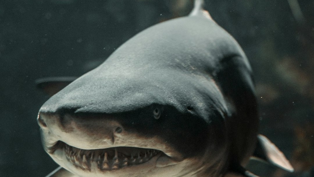 Myths About Sharks That Science Has Already Debunked