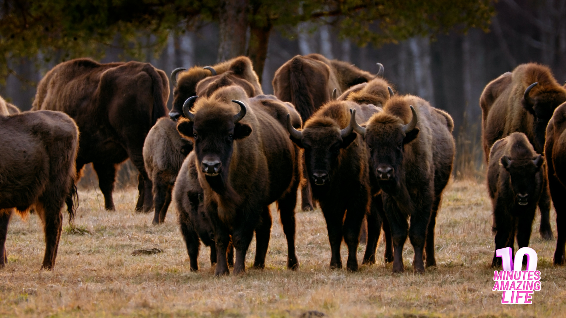The Bison Herd in the Open Field