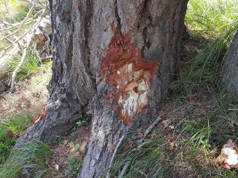 This Massive Fungus in Oregon Is Eating the Forest, And It’s the ...