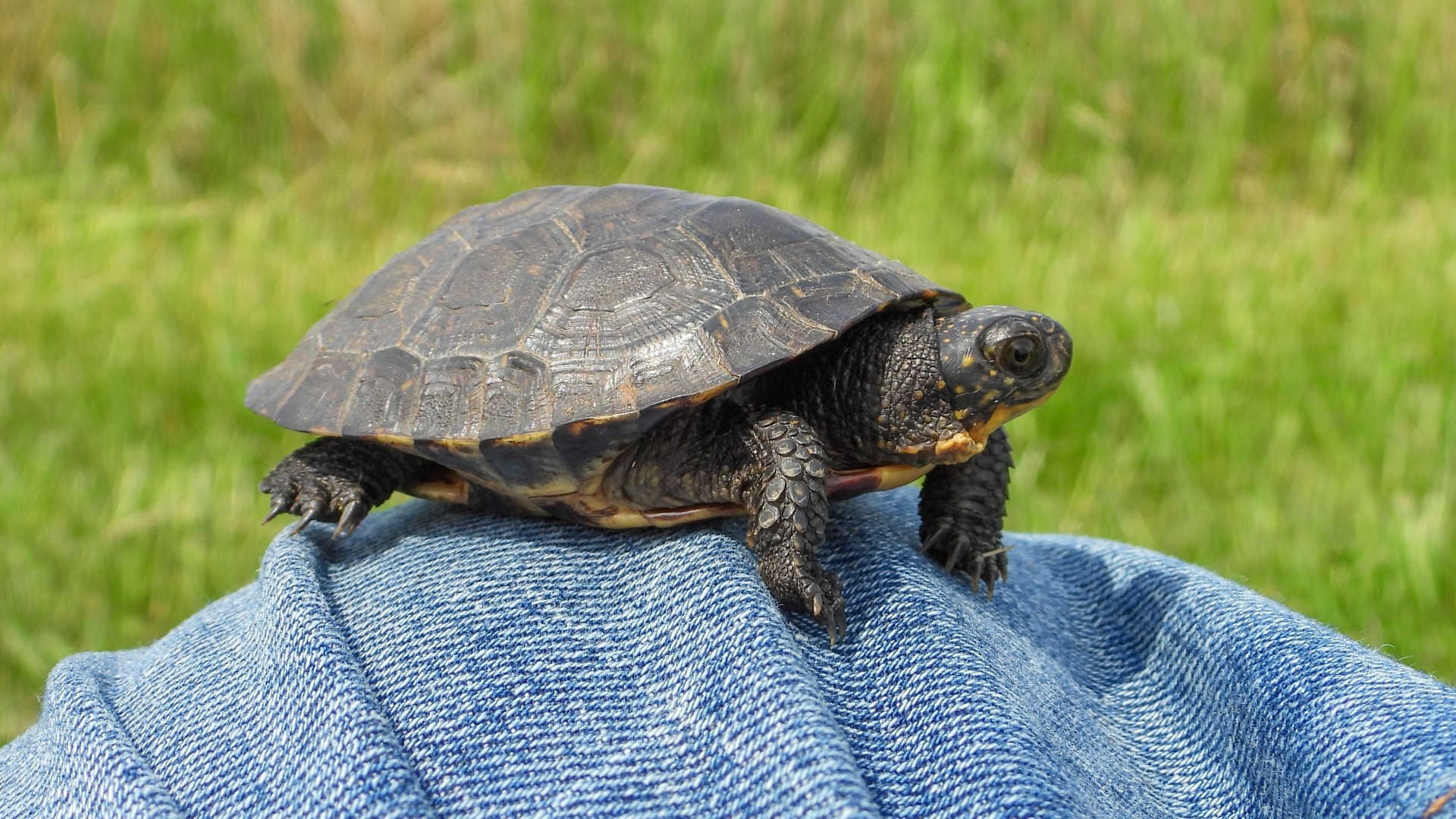 Canadian Animals Whose Populations Are Quietly Declining