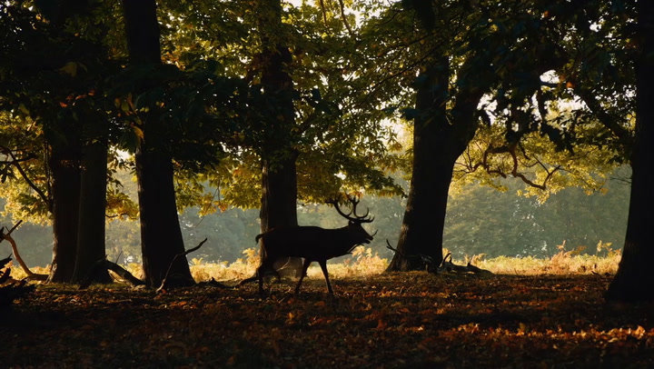 WATCH: Princess Kate has released a special new video to mark Autumn