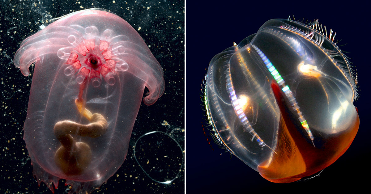 Mesmerizing Otherworldly Deep Sea Fish, AKA Aliens