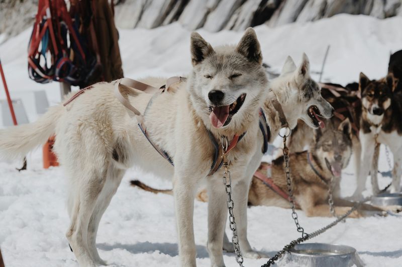 16 Dog Breeds Built for Adventure With Owners Who Never Stay Put