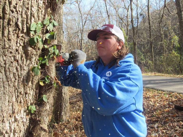 Godfrey volunteers remove invasive plants at LaVista Park Trail
