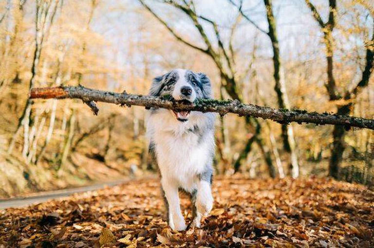 Dog owners warned of serious illness risk that's worst in November