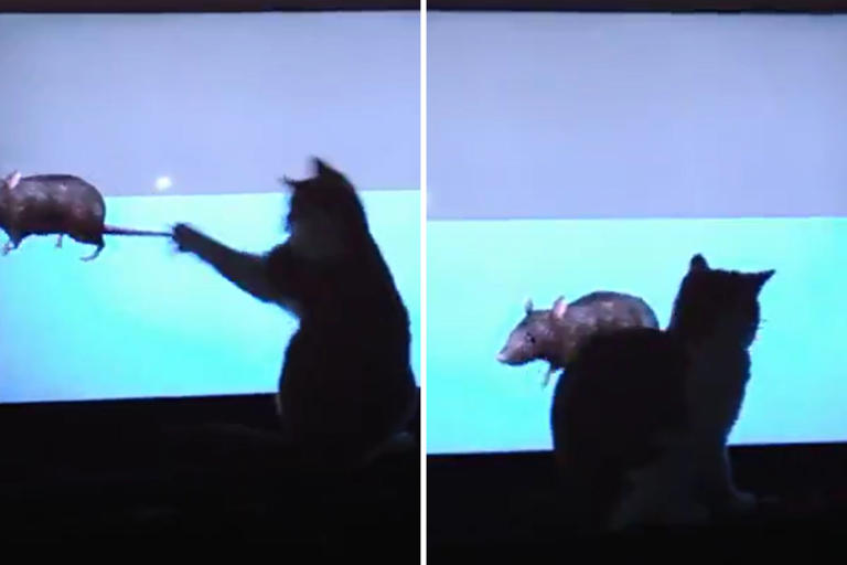 Laser-focused cat tries to catch rats on TV in hilarious video