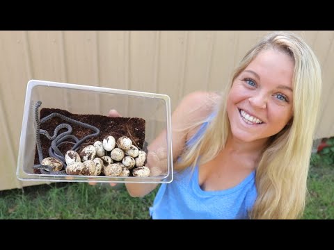 Wild snake eggs hatched with many babies