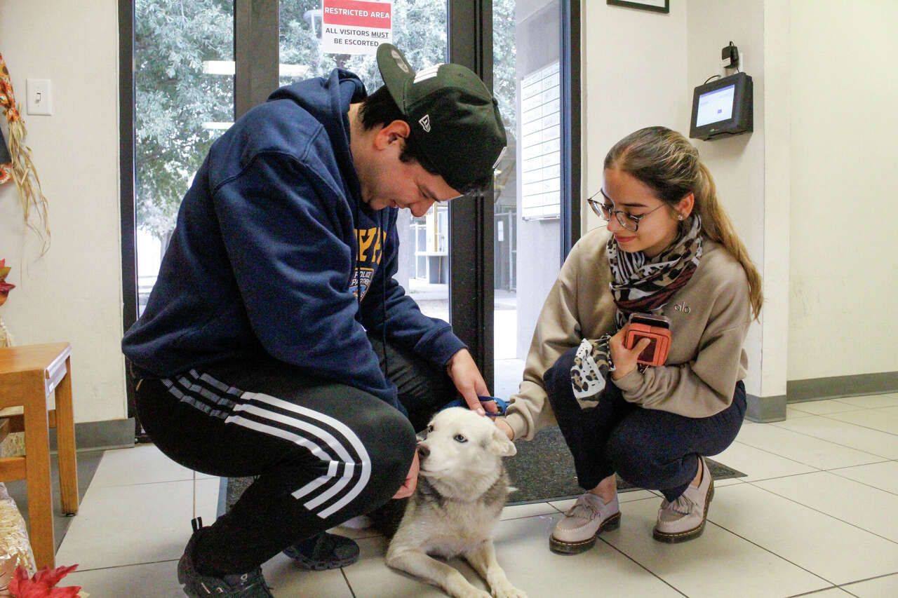 Laredo Animal Care Services offering $10 pet adoptions through ...