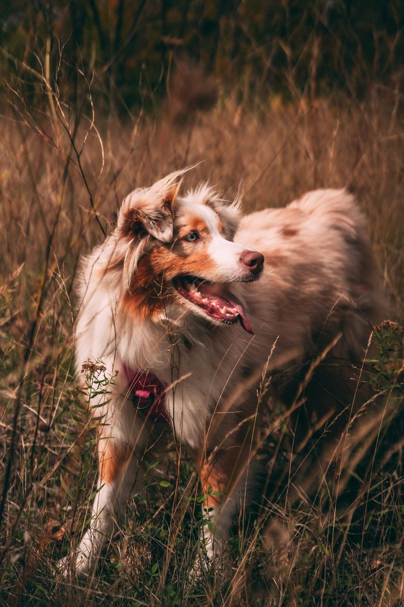 16 Dog Breeds Built for Adventure With Owners Who Never Stay Put
