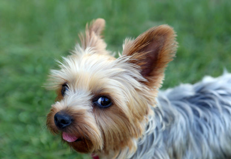 3-Pound Yorkie Shakes With Adorable Anger After Canine Sister Steals Toy