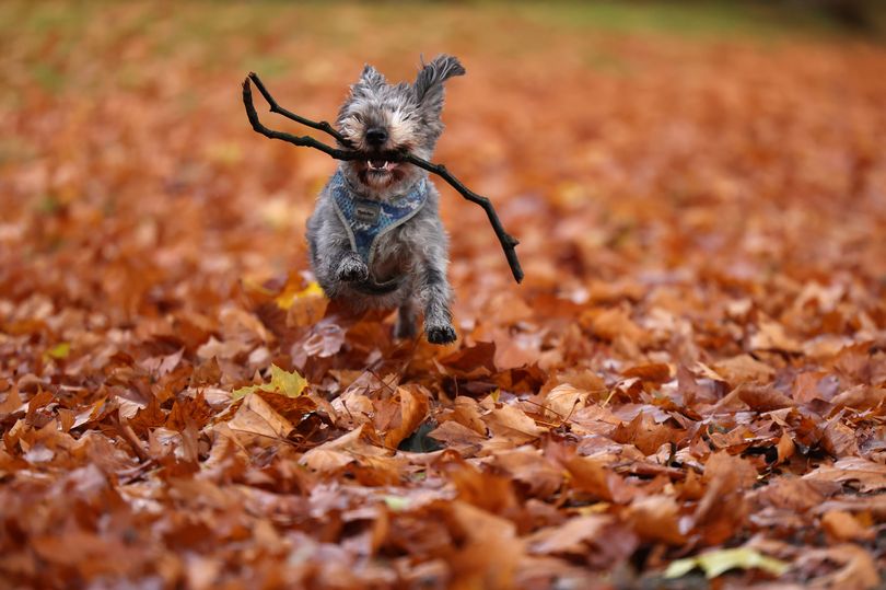 What does your dog's star sign say about them?