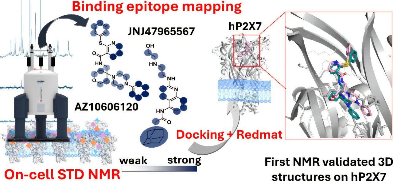 New technique enables faster drug design for diseases linked to ion ...