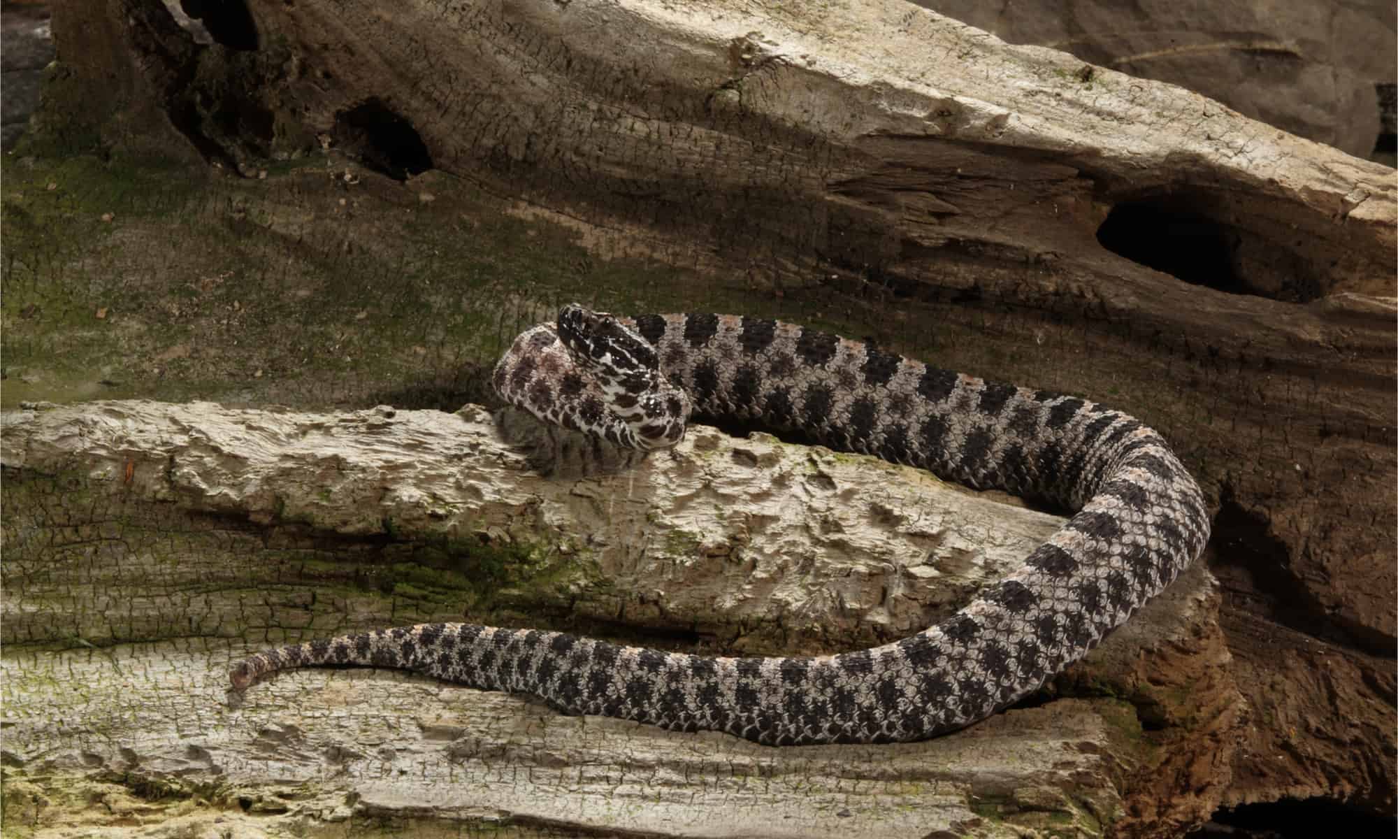 The Deadliest Creature in Each U.S. State
