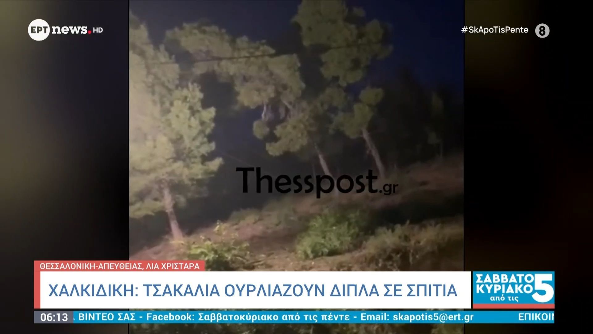 Χαλκίδα: Τσακάλια ουρλιάζουν δίπλα σε σπίτια