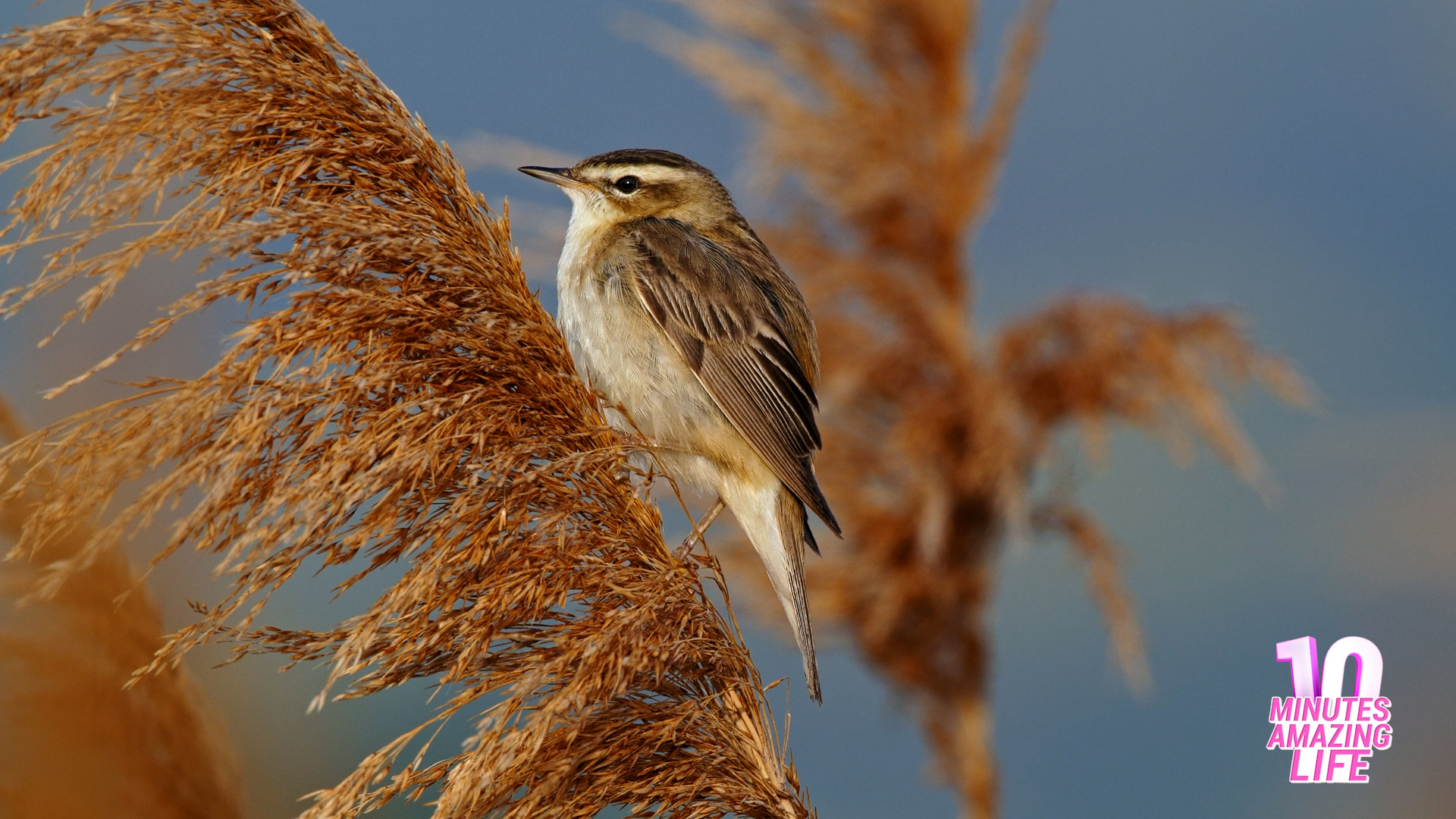 Een Klein Vogeltje op het Gouden Riet