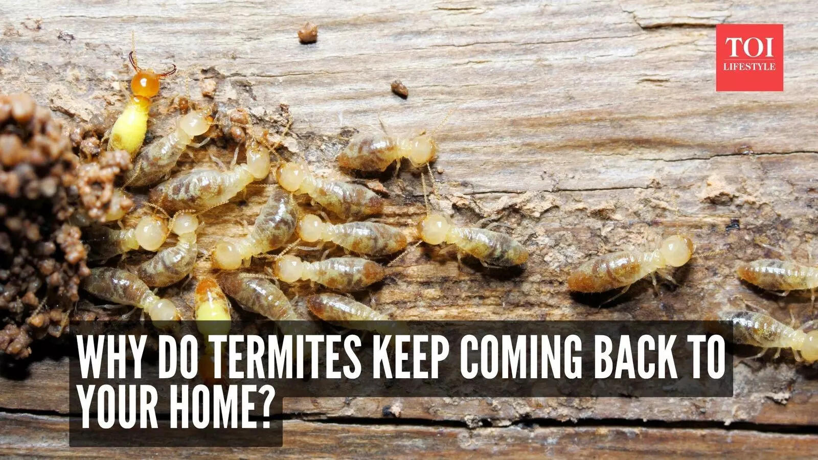 Why do termites (deemak) keep coming back to your home: Effective ...