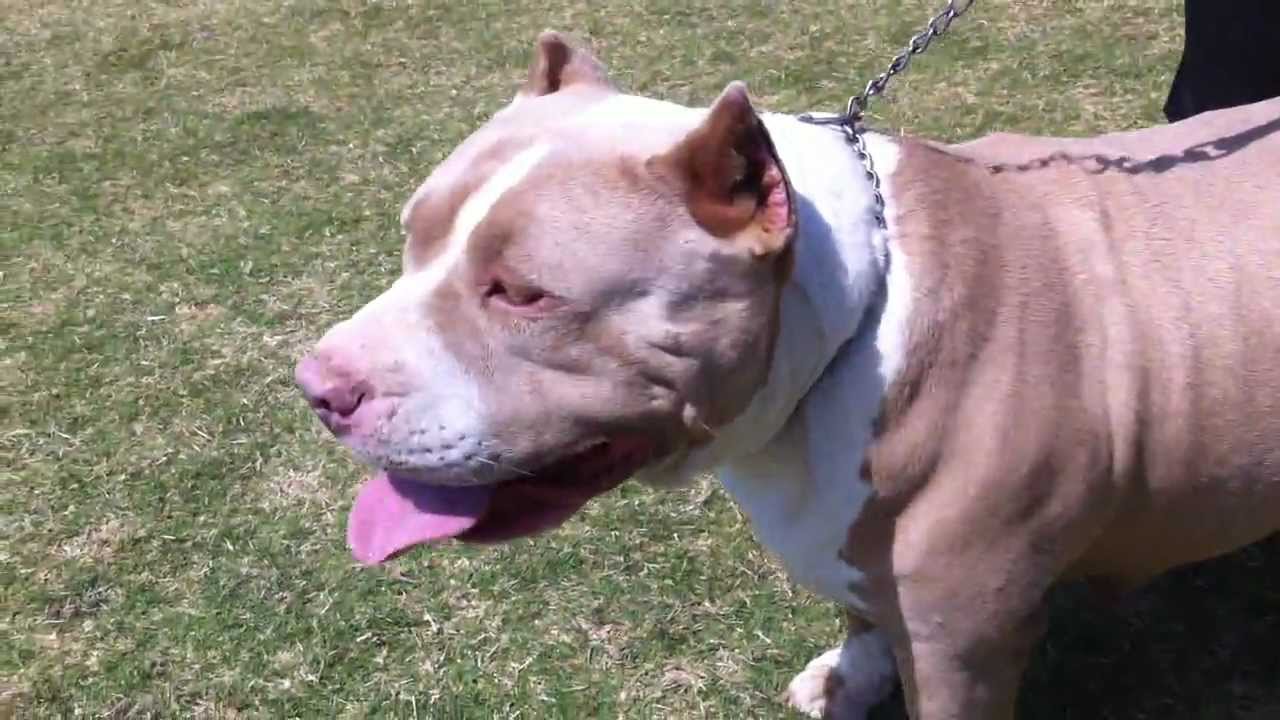 AMERICAN BULLY - HATSFIELD'S SUPER NOVA