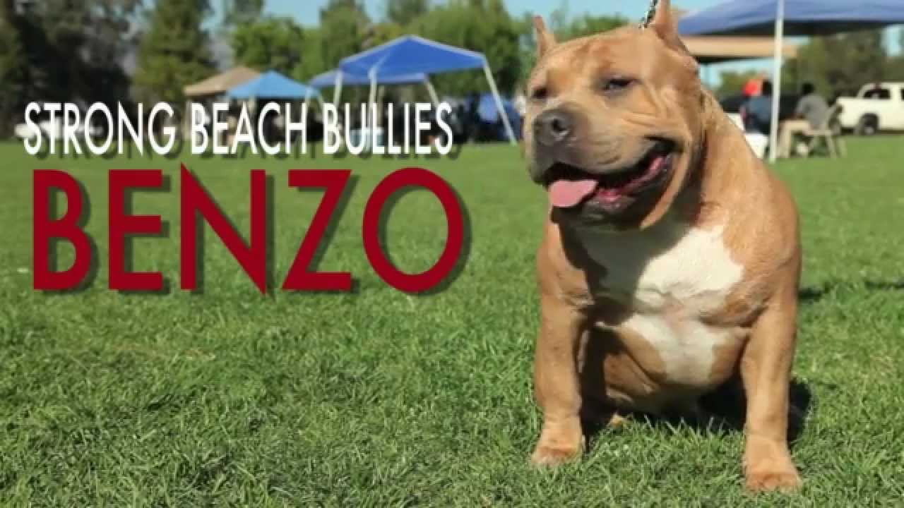 American bully show - Howl-O-Ween