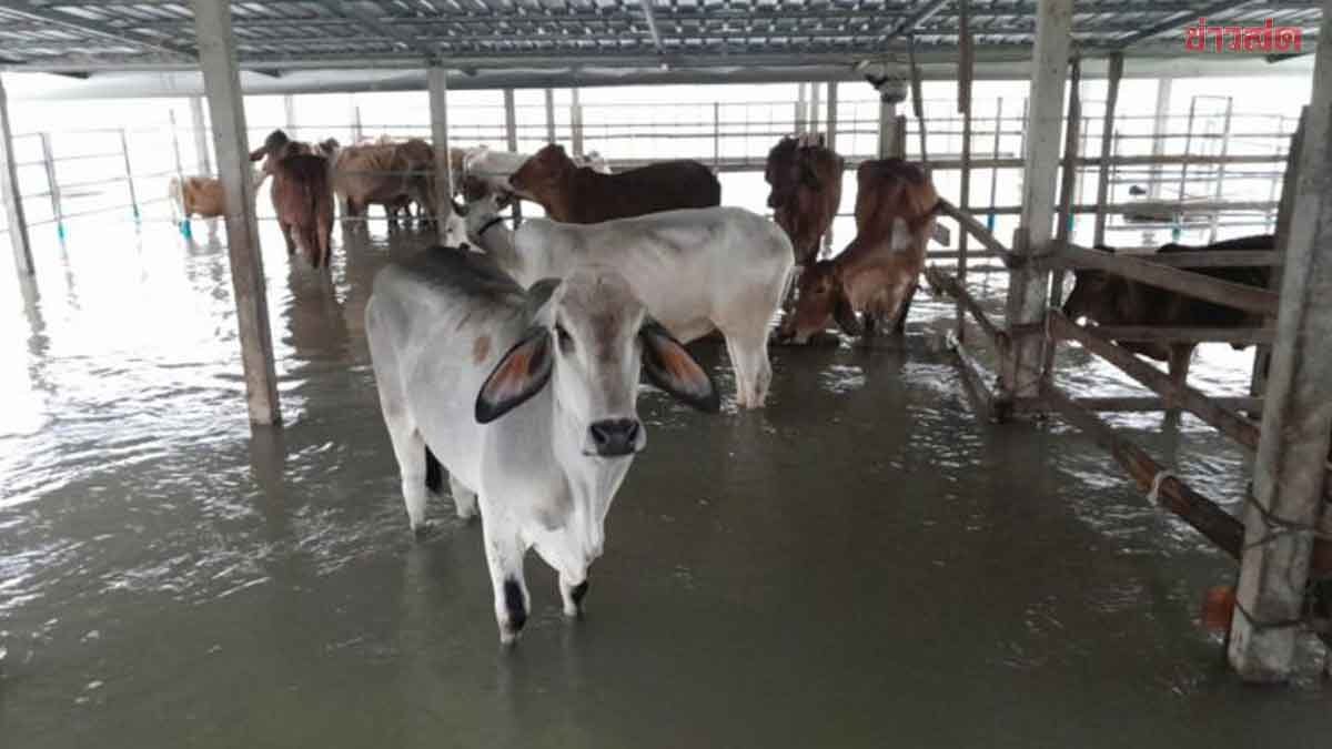 กรมปศุสัตว์ เร่งช่วยเหลือเกษตรกรผู้เลี้ยงสัตว์ 5 จังหวัด ประสบภัยน้ำท่วม