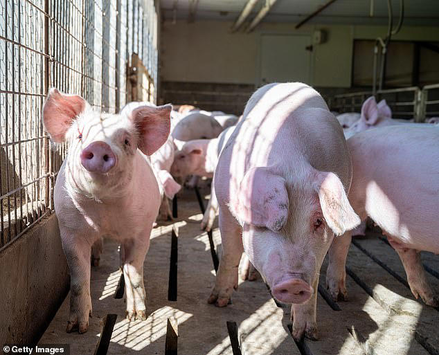 True scale of America's mutant meat scandal sparks alarm in government