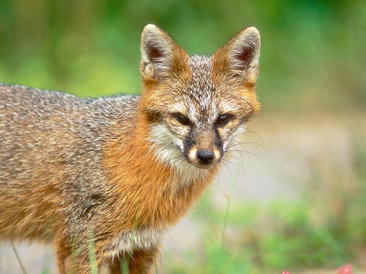 Robert Miller: Keep an eye out for Connecticut's elusive gray fox