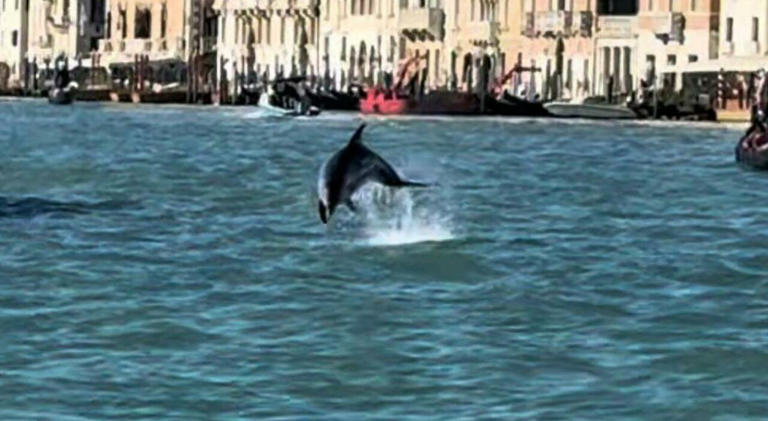 Delfino Mimmo allontanato dal bacino di San Marco: l'intervento con il ...